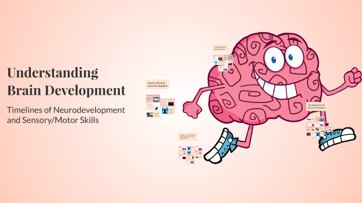 Understanding Brain Development by Mekenzie Thompsett on Prezi