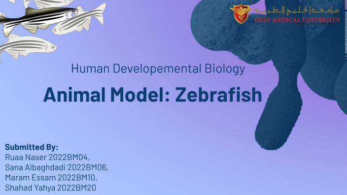 Human Developmental Biology by sa bg on Prezi