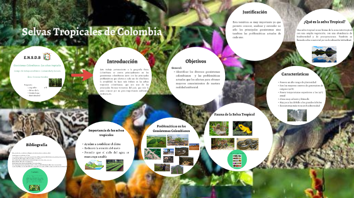 Las selvas Tropicales de Colombia by Ca Mila on Prezi