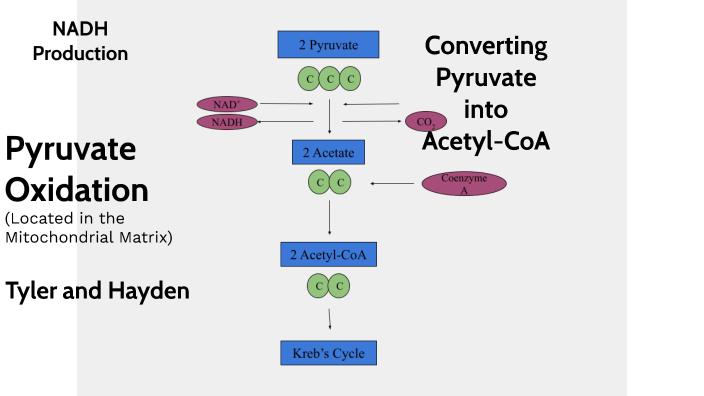 Pyruvate Oxidation by Hayden Dittmann on Prezi
