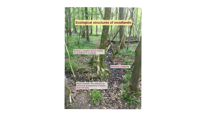 Ecological Structures of Woodlands by Alice Fox on Prezi