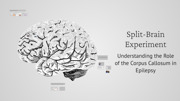 Split-Brain Experiment by Gabriel Marquez on Prezi