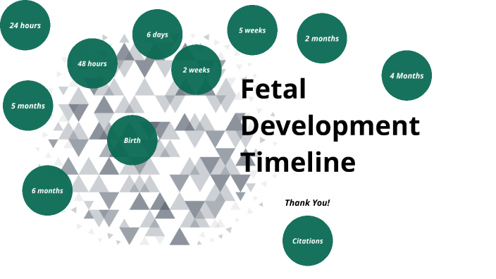 Fetal Development Timeline by Teddy Hanson on Prezi