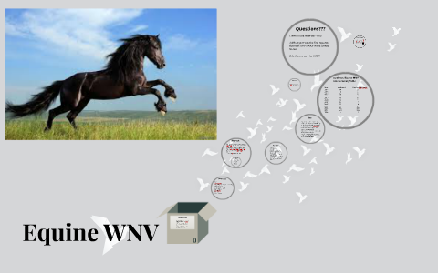 Equine WNV by Sheena Heggs on Prezi
