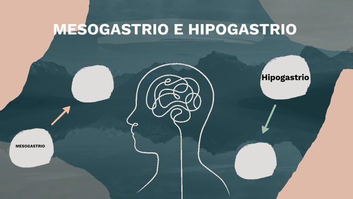 Mesogastrio e Hipogastrio by Salome Coronel on Prezi