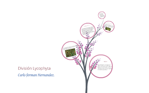 Division lycophyta by Carlo Ferman on Prezi