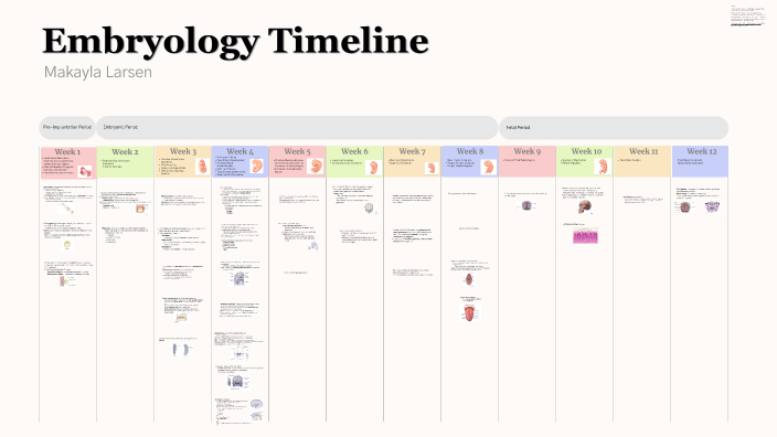 Embryology Timeline by Makayla Larsen on Prezi