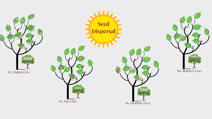 2nd Grade Seed Dispersal by Ms Davidson on Prezi