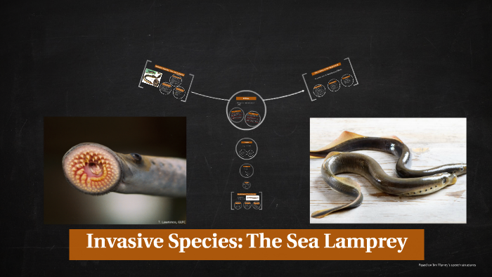 Invasive Species: The Sea Lamprey by Amanda Brown on Prezi