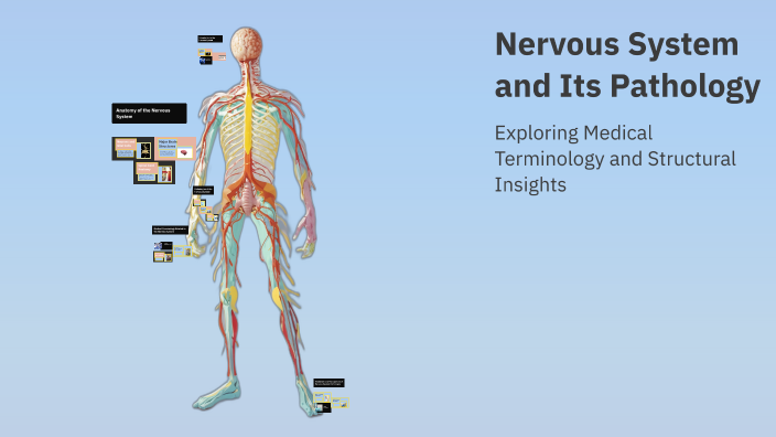 Nervous System and Its Pathology by bakij ikowat on Prezi