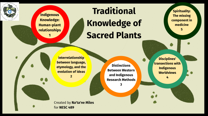 Traditional Knowledge of Sacred Plants by Na'ta'ne Miles on Prezi