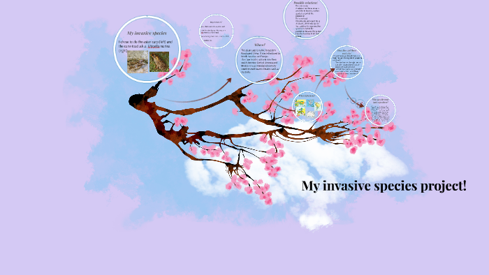 My invasive species by Regan Rathwell on Prezi