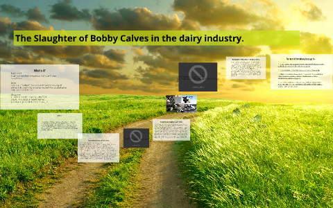 The slaughter of Bobby Calves in the dairy industry by Georgia Houlihan ...