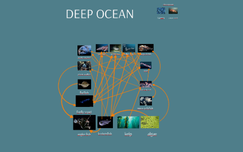 food web deep ocean by Connor Christ on Prezi
