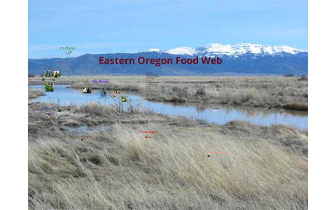 Eastern Oregon Food Web by Jocelyn Tanzey on Prezi