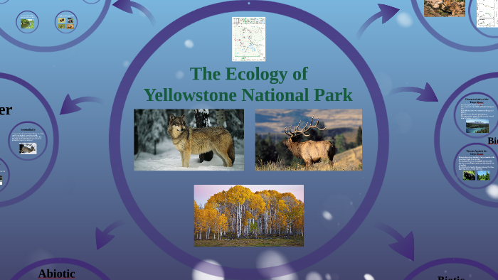 The Ecology of Yellowstone by Ainsley Carr on Prezi