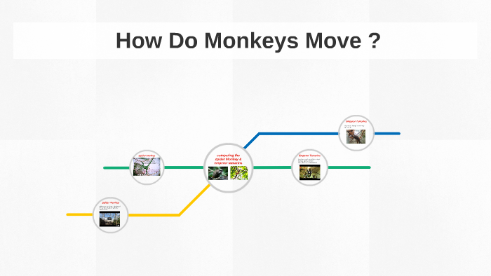 How Do Monkeys Move ? by Omnia Lashien on Prezi