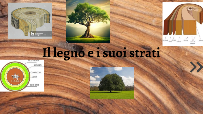 Il legno e i suoi strati by Bianca Bernardini on Prezi