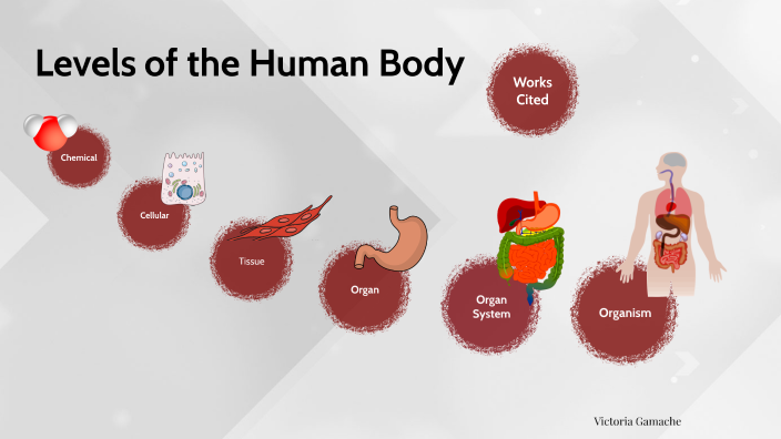 Levels of the Human Body by Victoria Gamache on Prezi