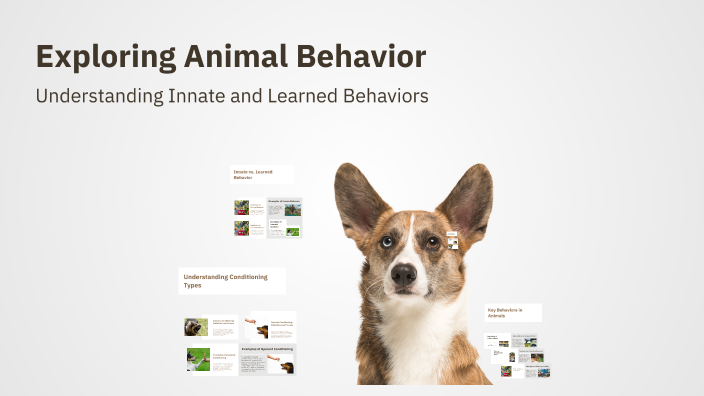 Exploring Animal Behavior by Jose Enriquez on Prezi