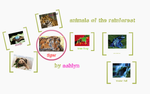 Ashlyn Animals of the Rainforest by Mrs Wickham
