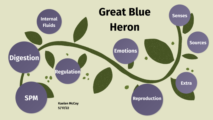 Great Blue Heron Body Systems by kaelen on Prezi