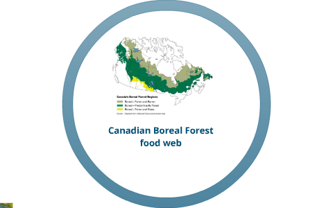 Boreal forest food web by Hutty 493 on Prezi