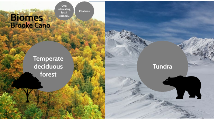 Biomes presentation by Brooke Cano on Prezi