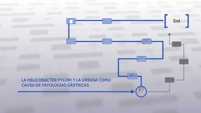 LA HELICOBACTER PYLORI Y LA UREASA COMO CAUSA DE PATOLOGÍAS by ...