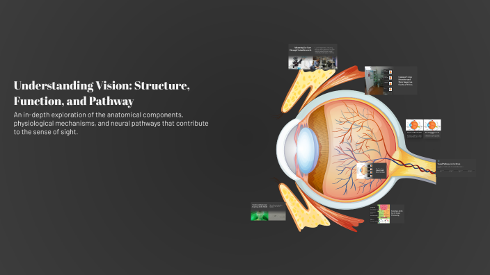 Understanding Vision: Structure, Function, and Pathway by Dr. Mamatha ...