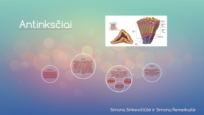 Antinksčiai by Simonos Remkutės on Prezi