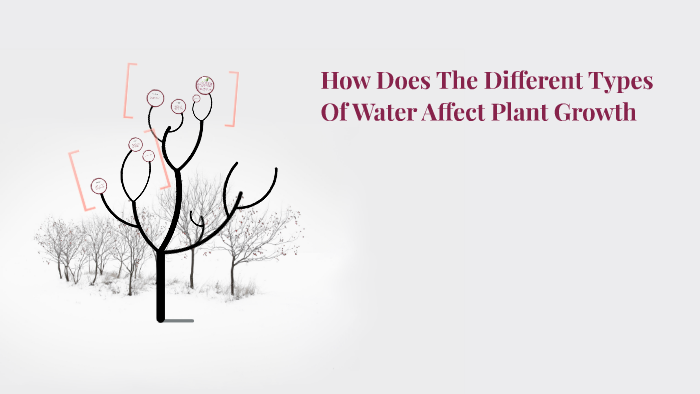 How Does The Different Types Of Water Affect Plant Growth by Asha ...