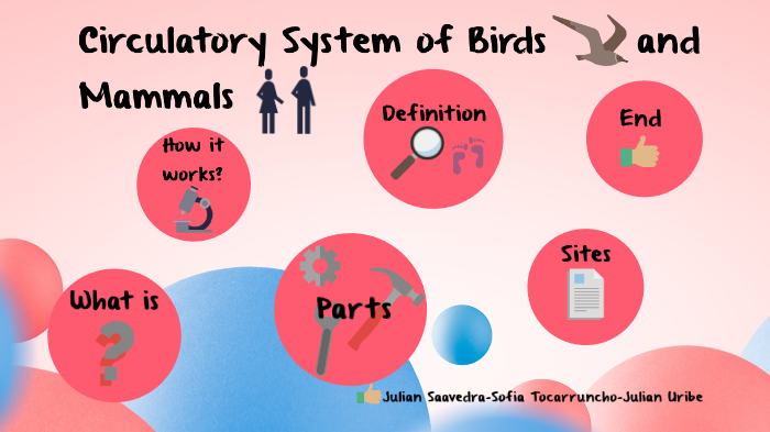 Circulatory system of birds and mammals by Julian Uribe on Prezi