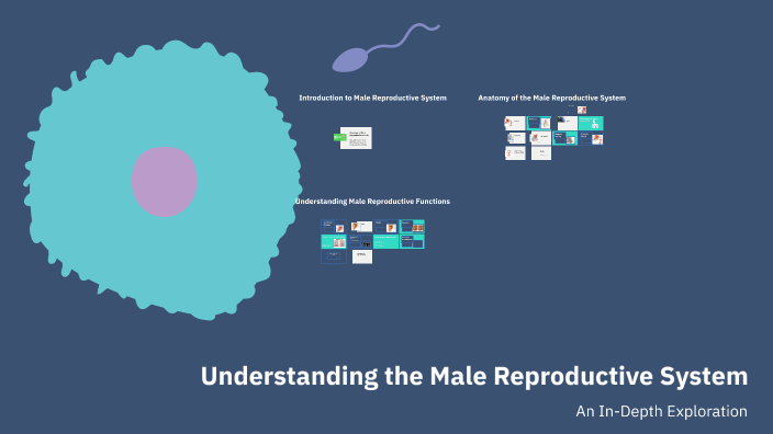 Male Reproductive System By Adam Raponi On Prezi