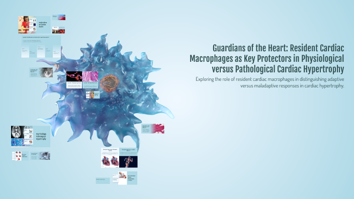 Guardians of the Heart: Resident Cardiac Macrophages as Key Protectors ...