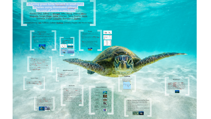 Green Sea Turtle- Ecology Lab by Niki Huffman