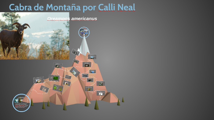 Cabra de Montaña by Calli Neal on Prezi