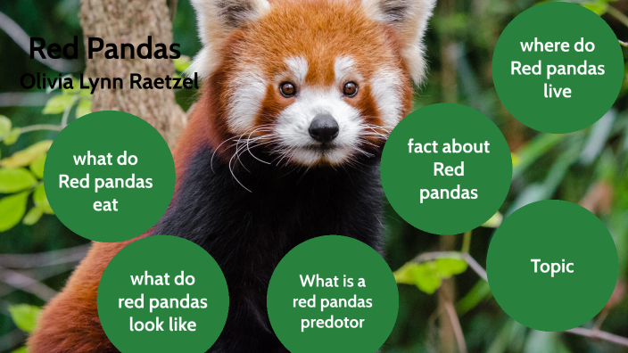 Red Panda Animal Reasearch by Olivia Raetzel on Prezi