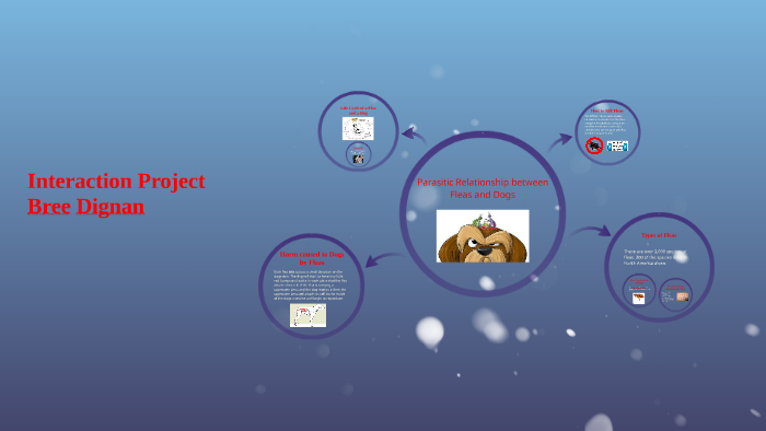 Parasitic Relationship between Fleas and Dogs by bree dignan on Prezi Parasitic Relationship between Fleas and Dogs by bree dignan on Prezi