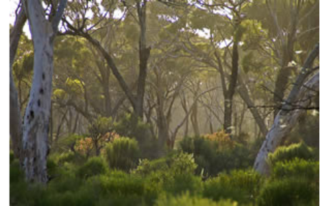 The Australian Temperate Scrubland and You by Tokeatazy Sarzan on Prezi