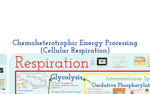 AP Bio- Metabolism 2: Chemoheterotrophic Nutrition by Jessica Gregerson ...