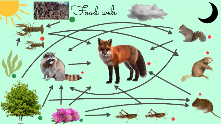FOOD WEB by Elia Marin Galera on Prezi