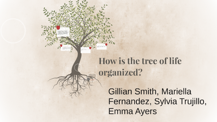 How is the tree of life organized? by emma ayers on Prezi
