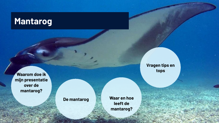 manta rog by Max van Collenburg on Prezi