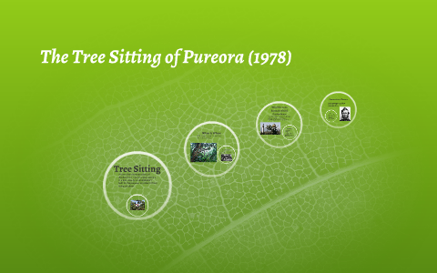 The Tree Sitting of Pureora (1978) by Amy Shadle on Prezi