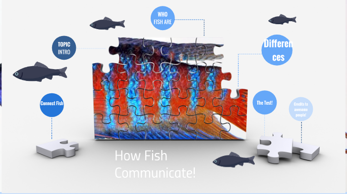 How Fish Communicate by Adele Chadwick on Prezi