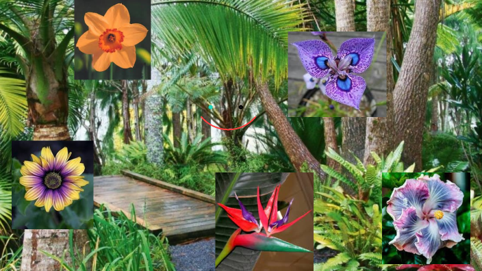 FIORI ESOTICI E INSETTI CARINI by EMMA GHELLER on Prezi