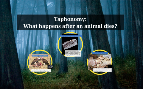 Taphonomy by Nathan McKnight on Prezi