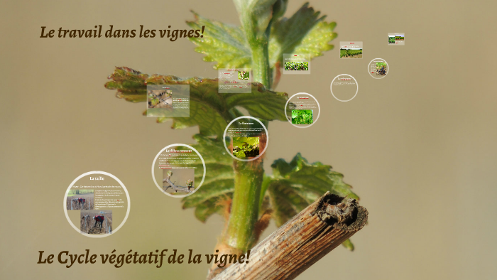 Le Cycle végétatif de la vigne! by Eric Marin on Prezi