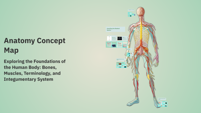 Anatomy Concept Map by Shayla McCaffrey on Prezi